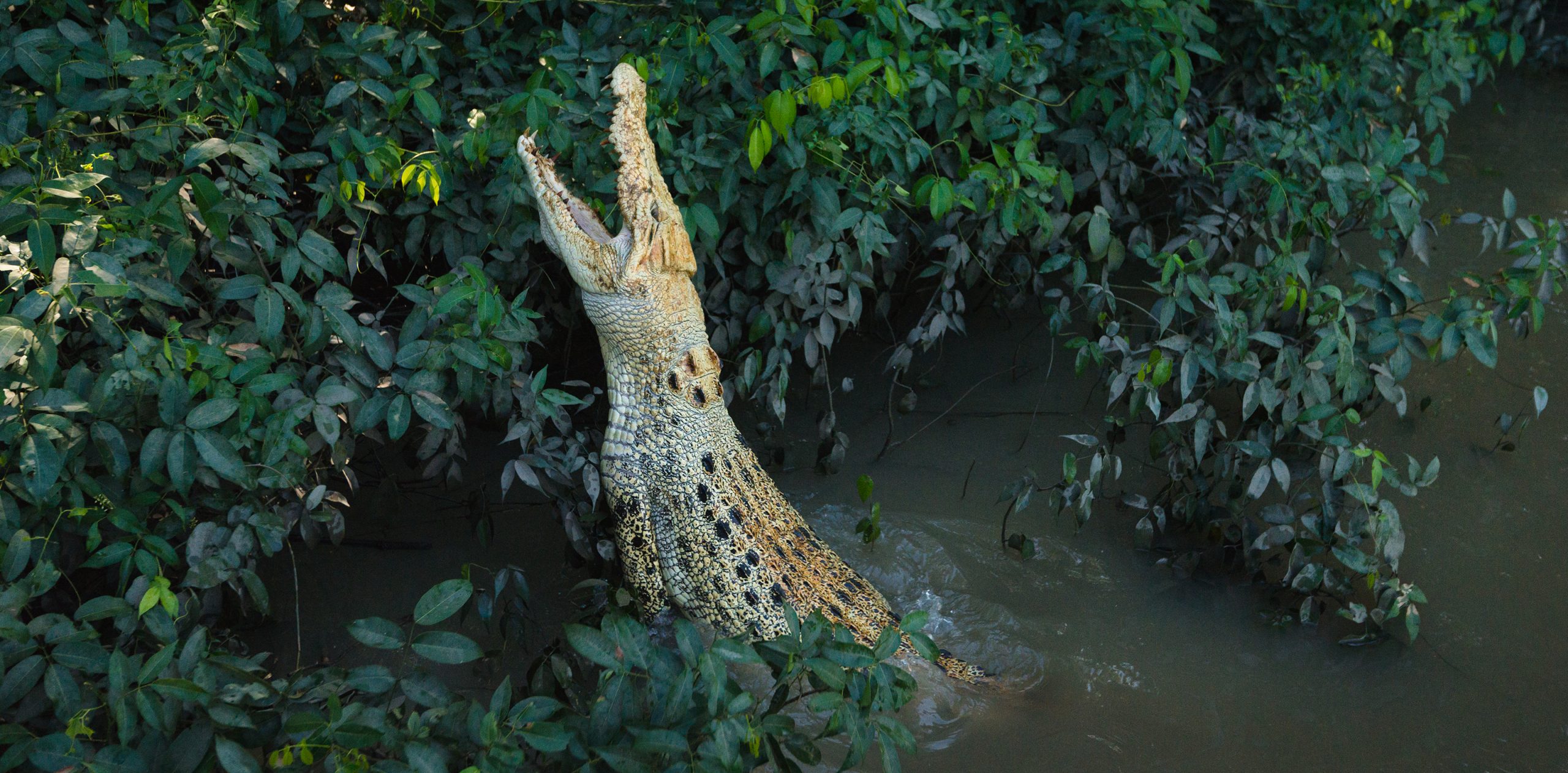 Albino Croc green bush 3 | Spectacular Jumping Crocodile Cruise